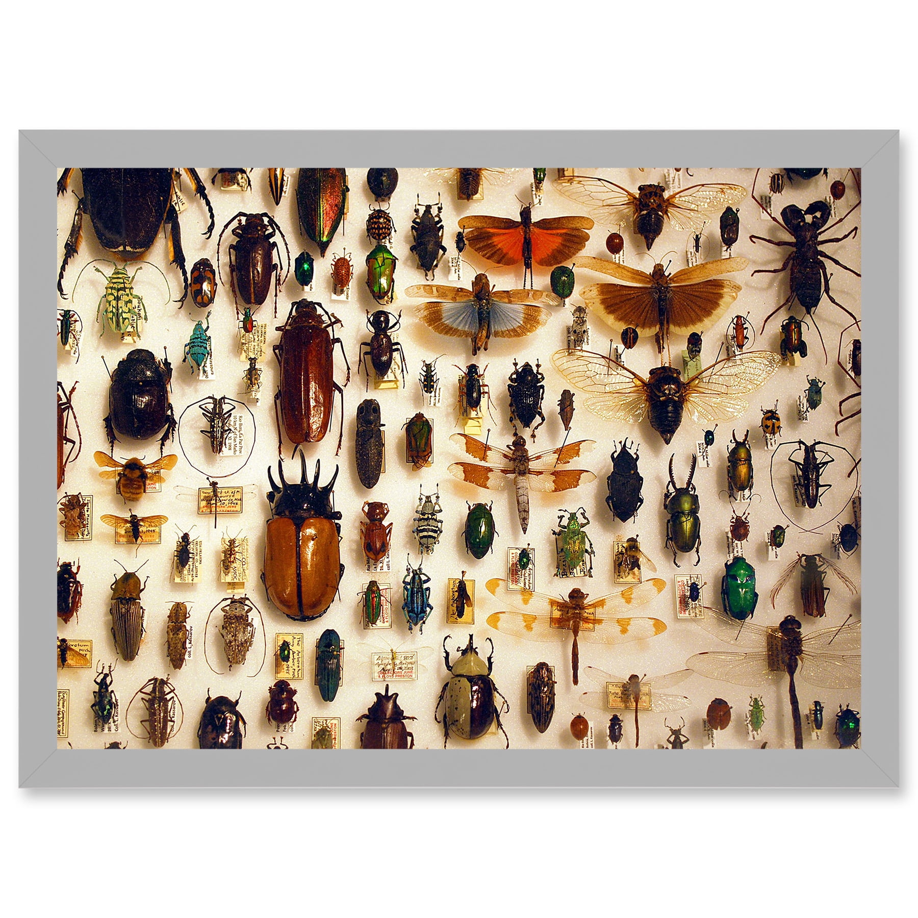 Nature Photo Taxidermy Varied Insect Collection Cabinet Artwork Framed ...