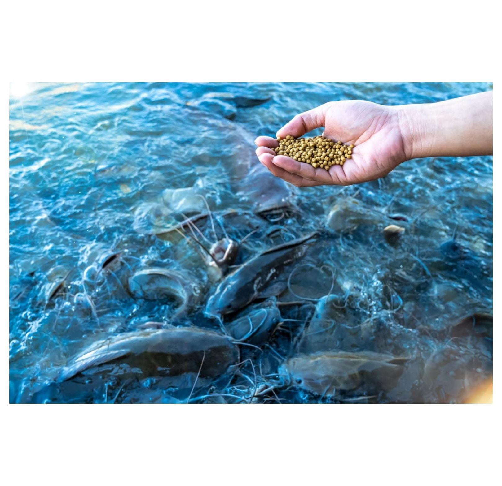 Nature's Canvas Catfish Feed Big Strike 32% Protein Floating Fish Food ...