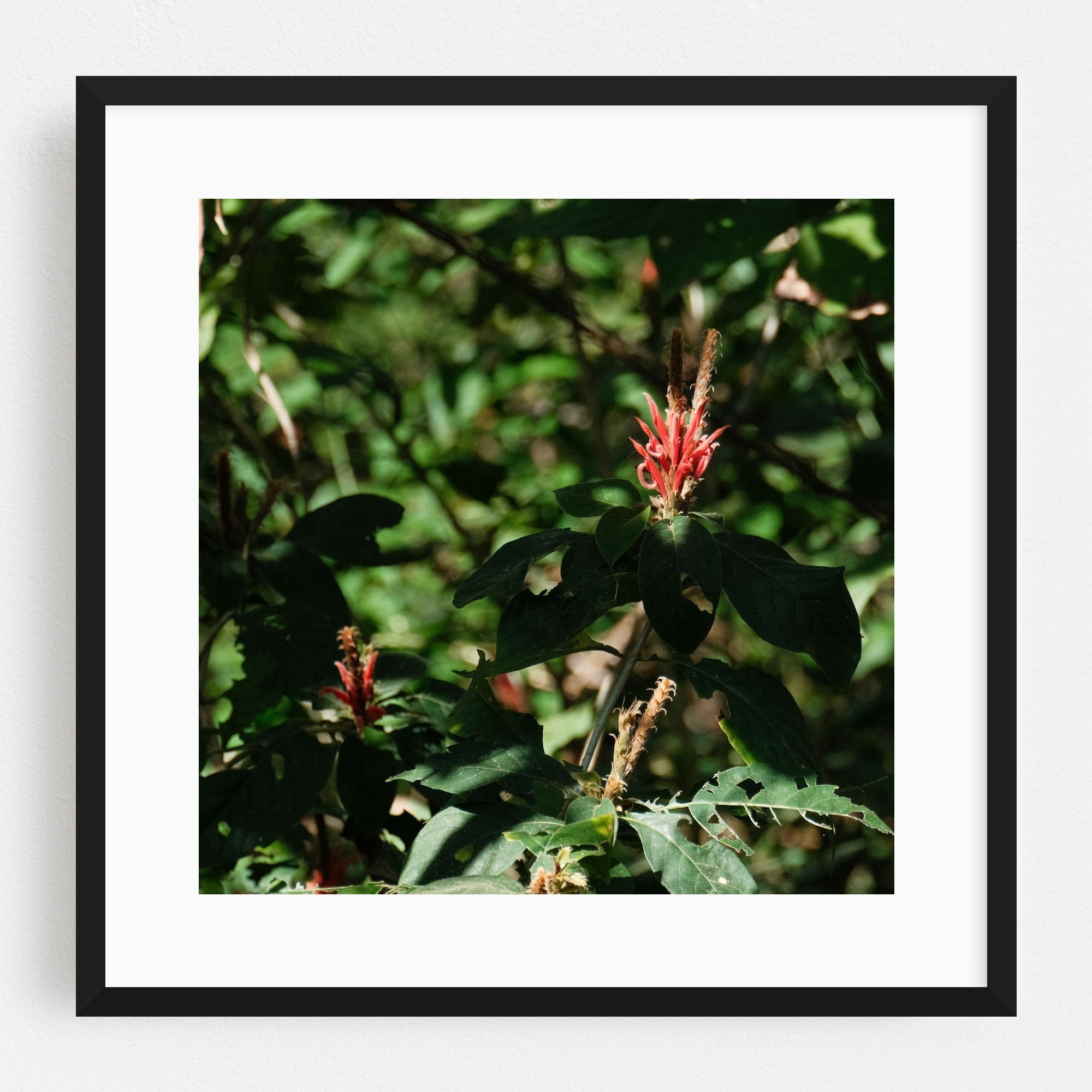 Nature's Torch - Coco Guanacaste Province Costa Rica Photography ...