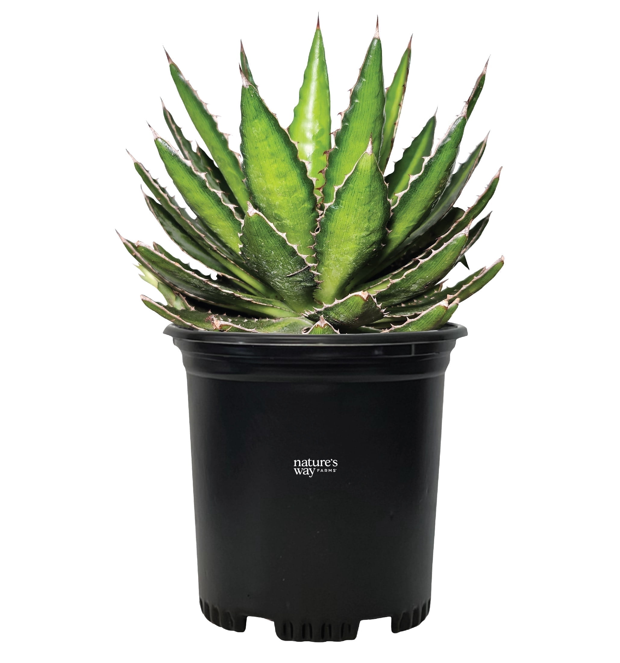 Nature's Way Farms Indoor Colorful Agave Quadricolor Live Plant (10-14 ...