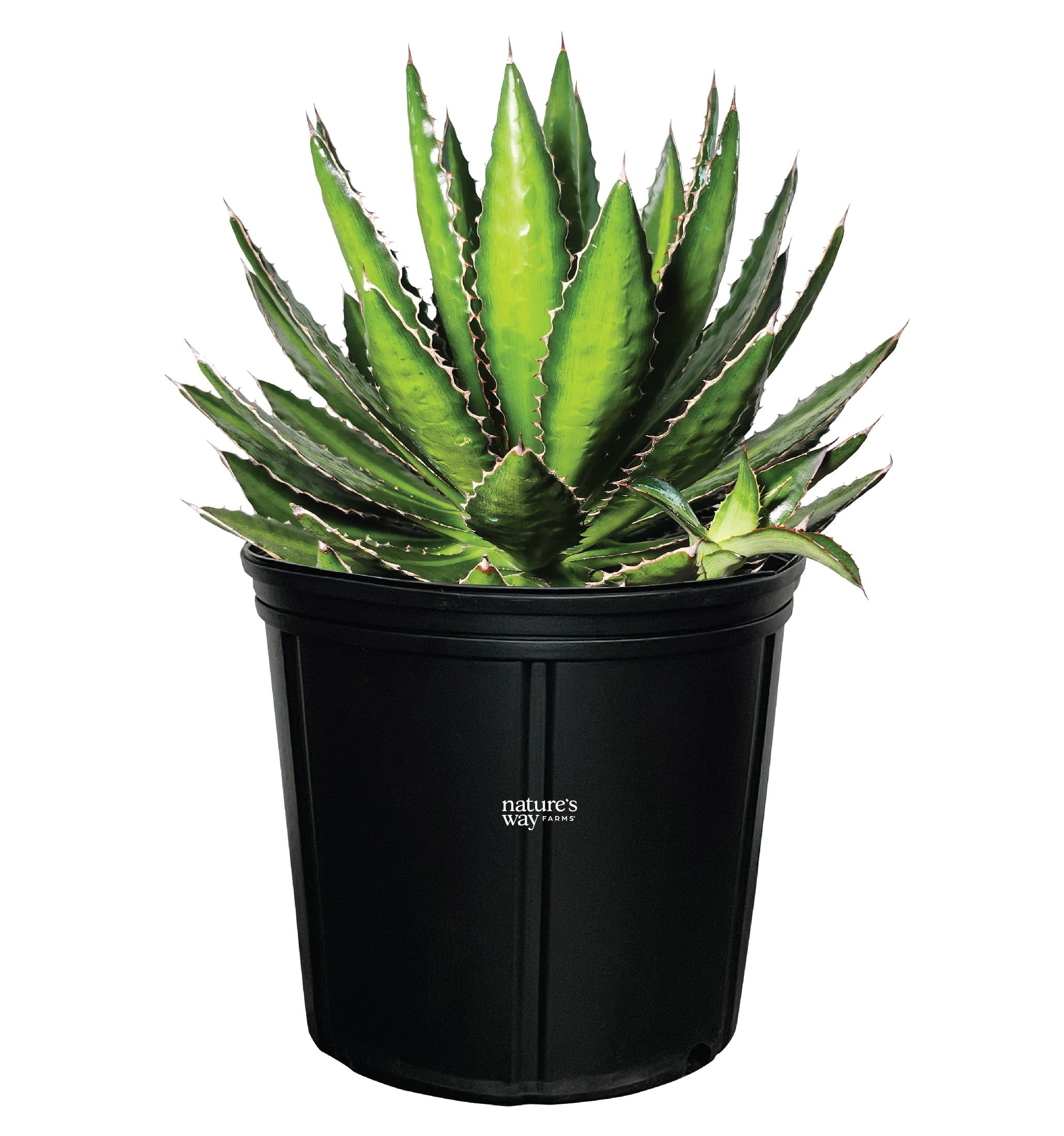 Nature's Way Farms Agave Quadricolor Live Plant (12-15 in. Tall) in ...