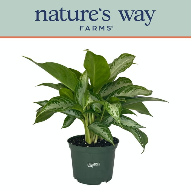Nature's Way Farms Indoor Aglaonema Crystal Bay Plant (8-15 inches tall ...