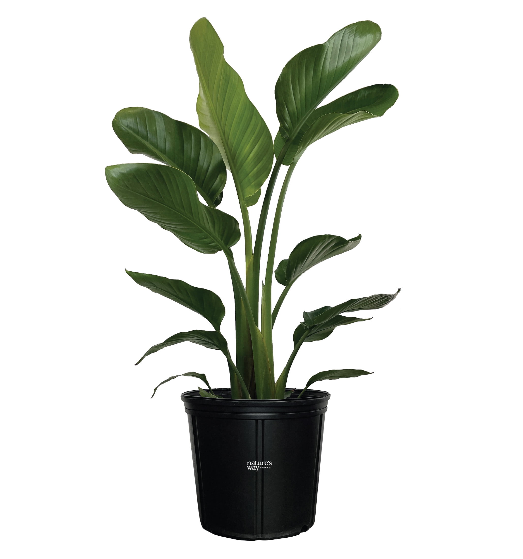 Nature's Way Farms Bird Of Paradise White (25-30 inches tall) in ...