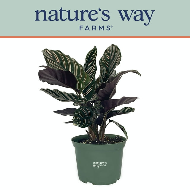 Nature's Way Farms Calathea Ornata Live Plant (8-15 inches tall) in ...