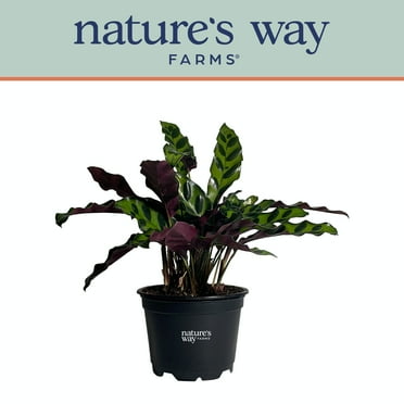 Nature's Way Indoor ZZ Plant - Easy Care, Low-Maintenance Houseplant (7 ...