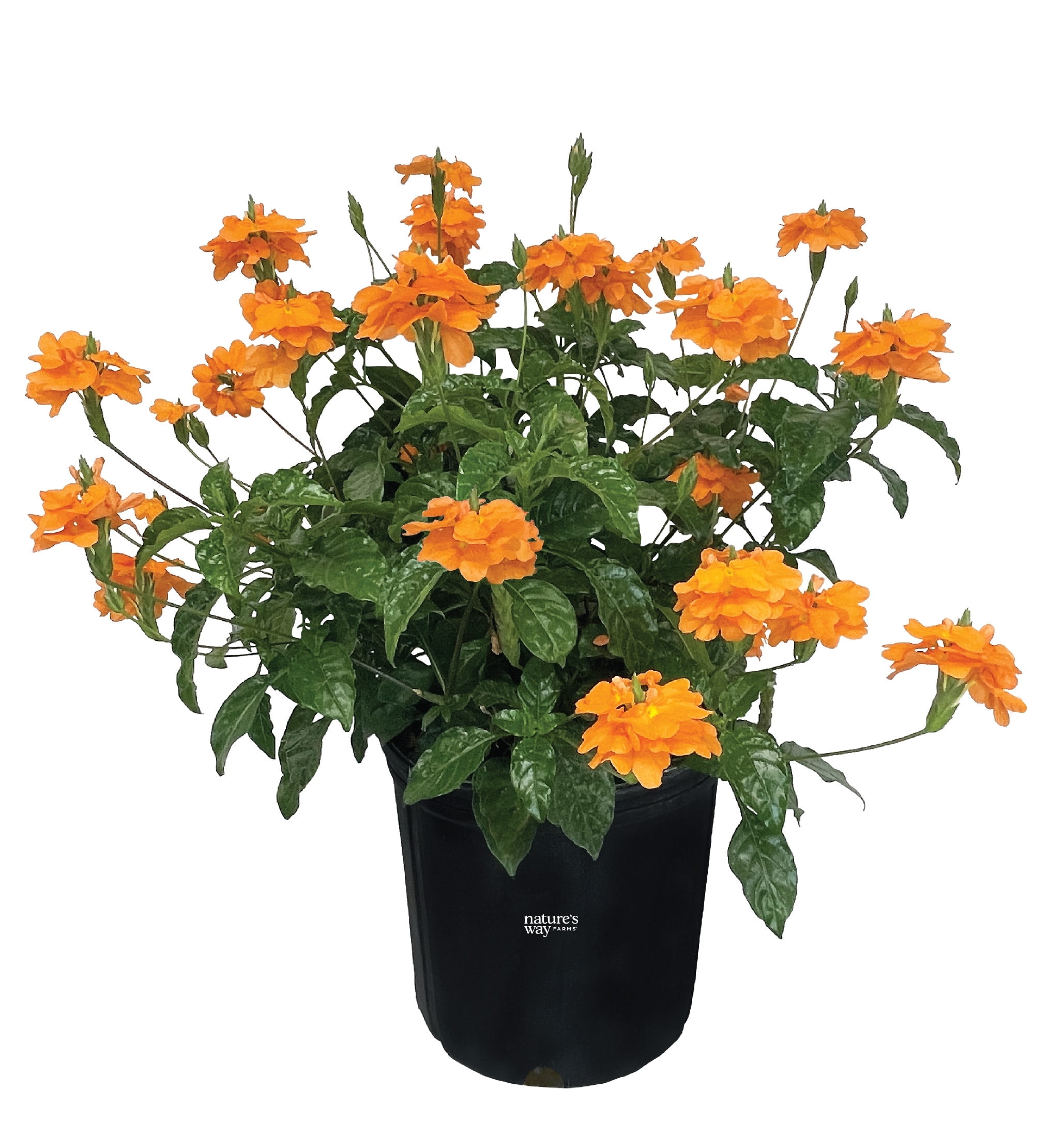 Nature's Way Farms Crossandra Orange Blooming Live Plant (25-30 in ...