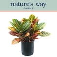 Nature's Way Farms Croton Petra Live Plant (25-30 in. Tall) in Growers ...