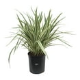 Nature's Way Farms Dianella Live Plant (25-30 in. Tall) in Grower Pot ...