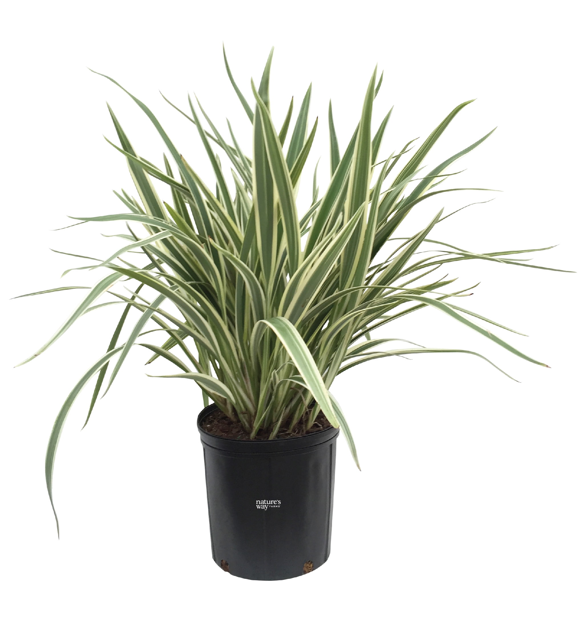 Nature's Way Farms Dianella Live Plant (25-30 in. Tall) in Grower Pot ...
