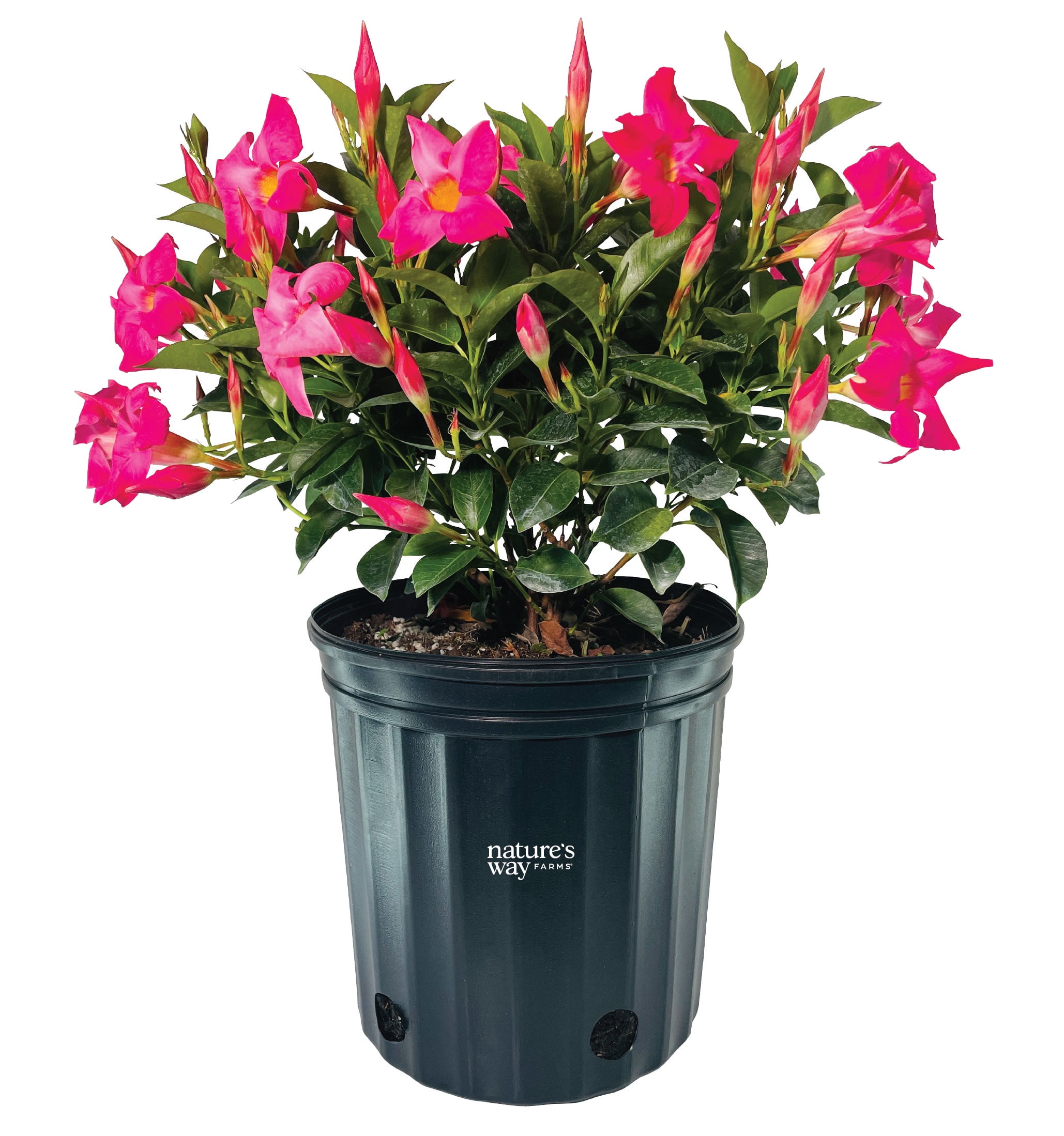 Nature's Way Farms Dipladenia Madinia Pink Live Flowering Plant (25-30 ...