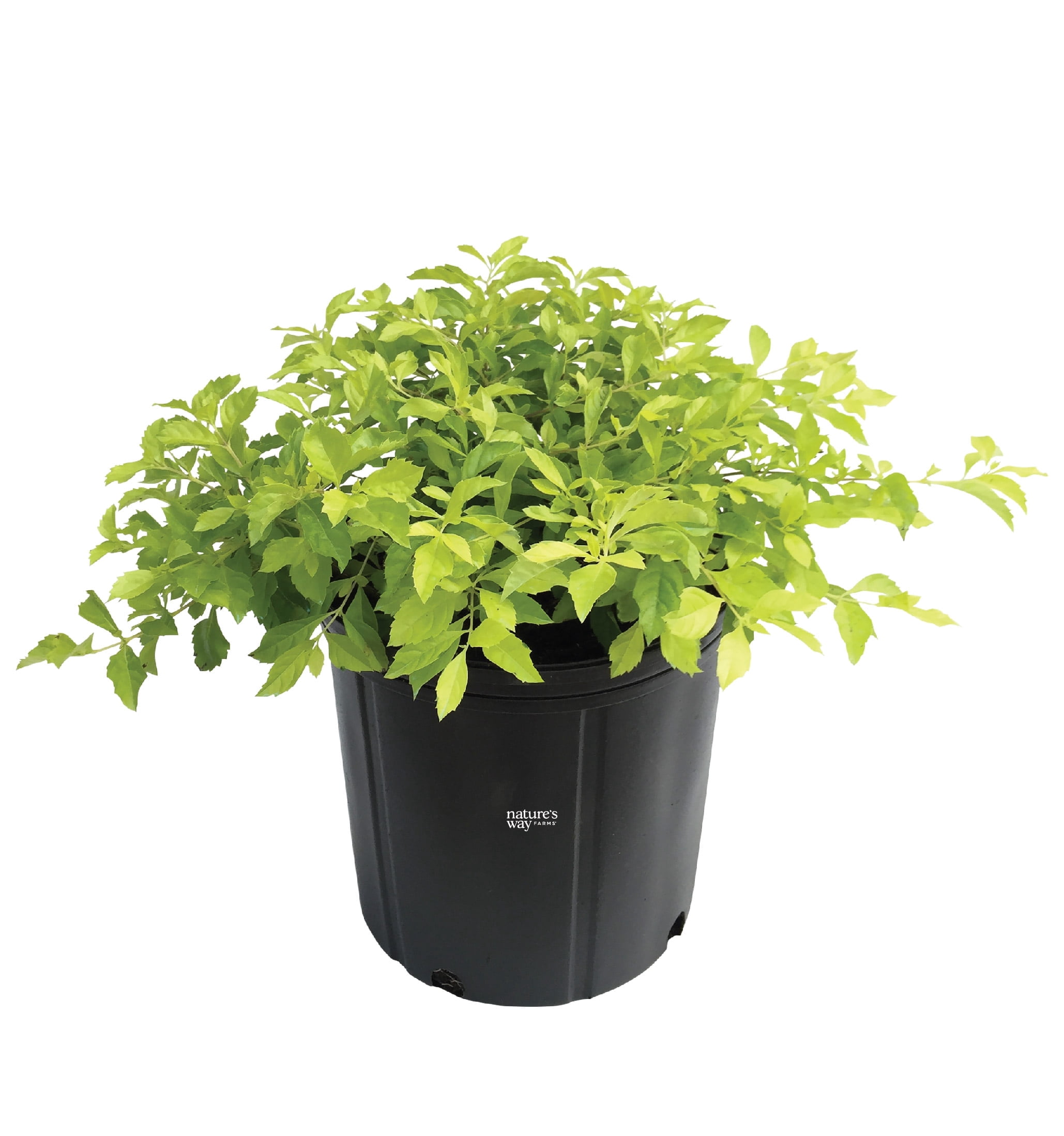 Nature's Way Farms Duranta Gold Mound Live Plant (25-30 in. Tall) in ...