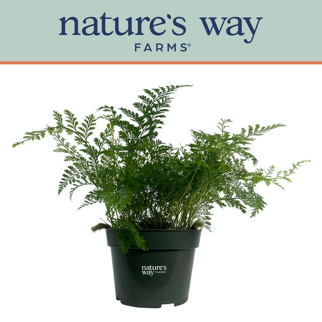 Nature's Way Farms Fern Rabbit Foot Live Plant (7-11 inches tall) in ...