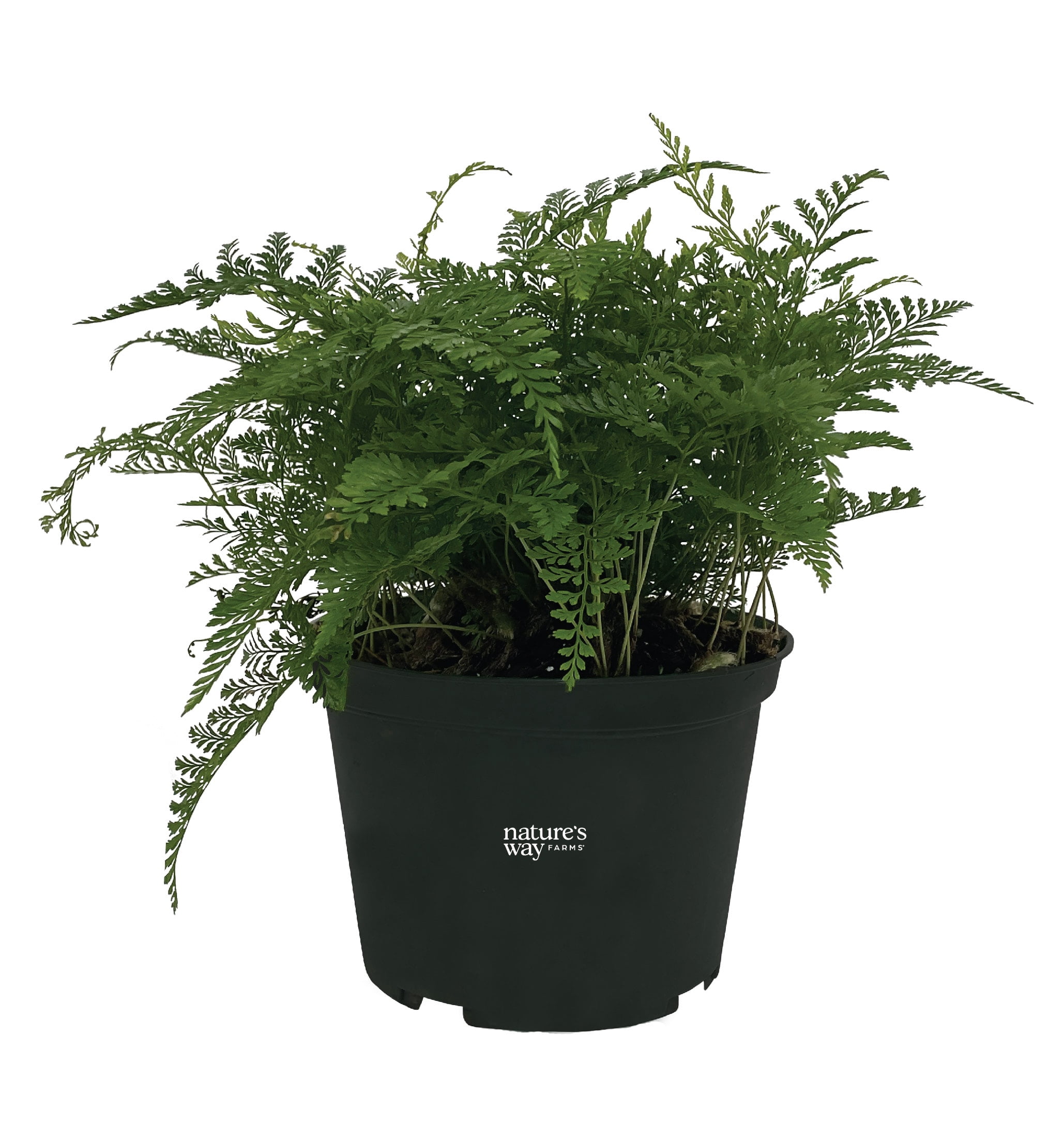 Nature's Way Farms Indoor Live Fern Rabbit Foot Plant (8-15 inches ...