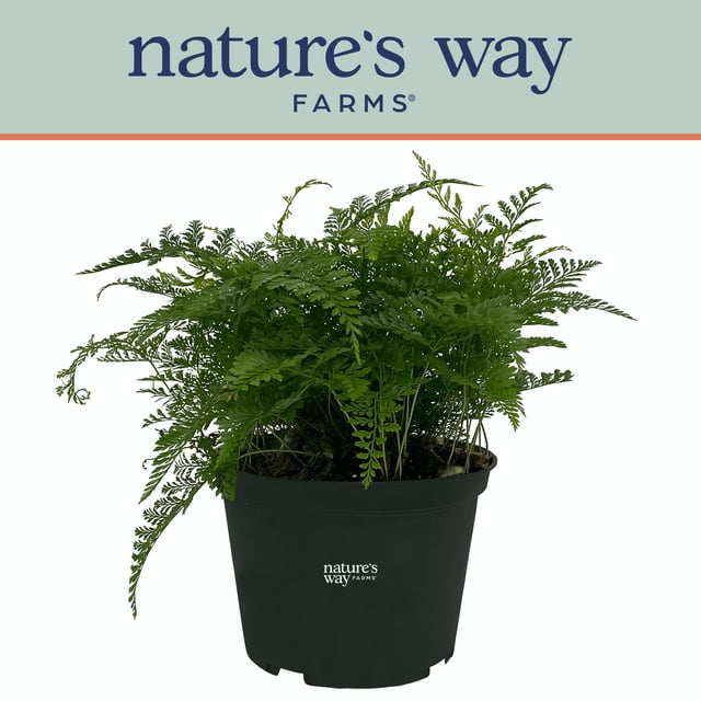 Nature's Way Farms Fern Rabbit Foot Live Plant (8-15 inches tall) in ...