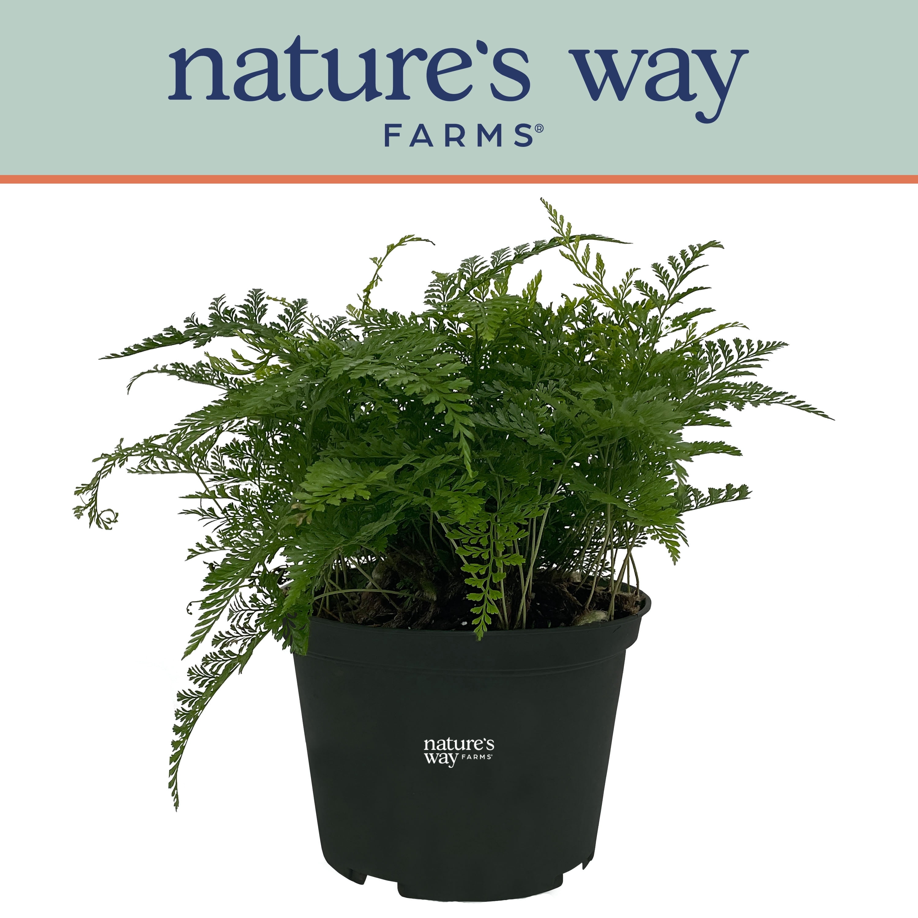 Nature's Way Farms Indoor Live Fern Rabbit Foot Plant (8-15 inches ...