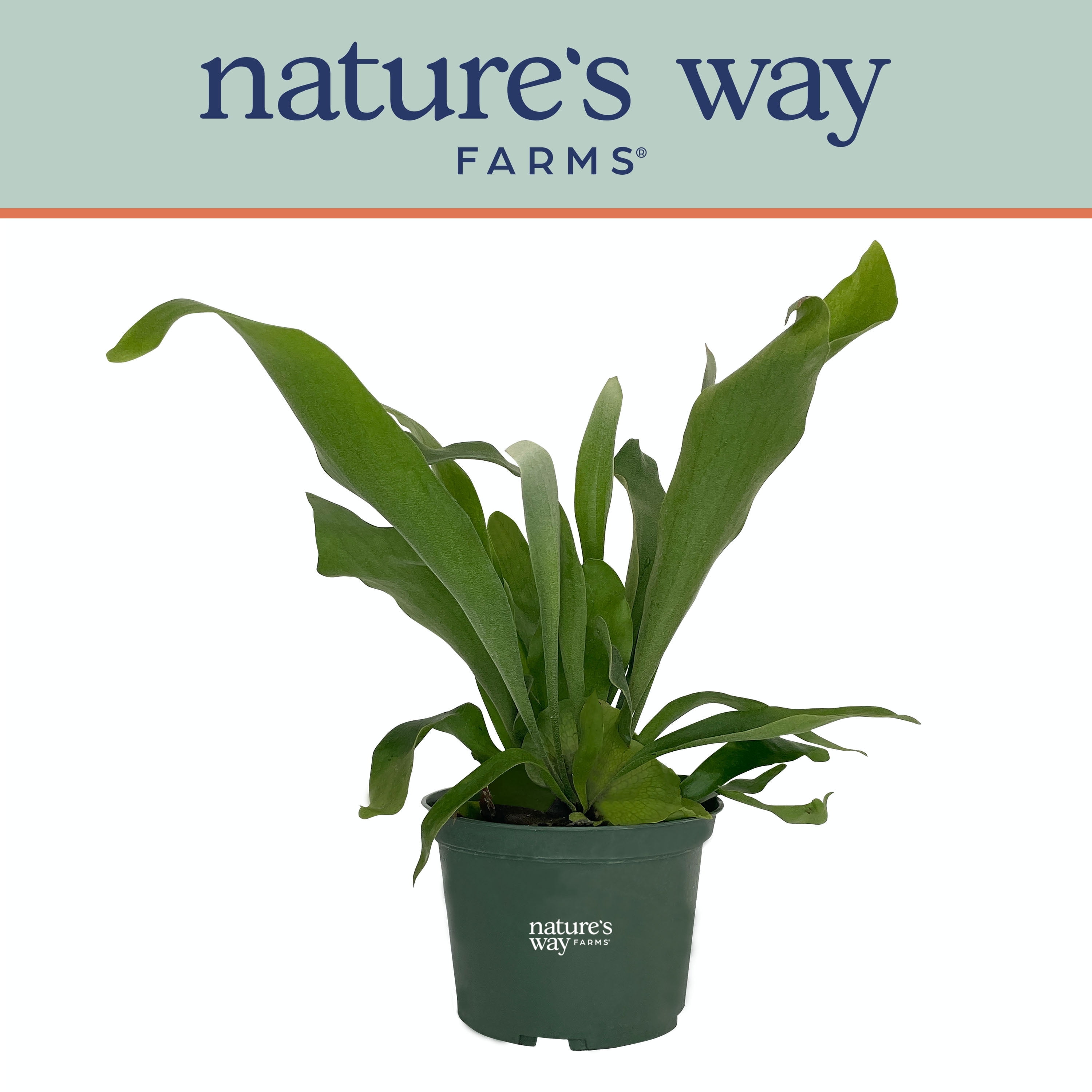 Nature's Way Farms Indoor Staghorn Fern Live Plant, House Air Purifier ...