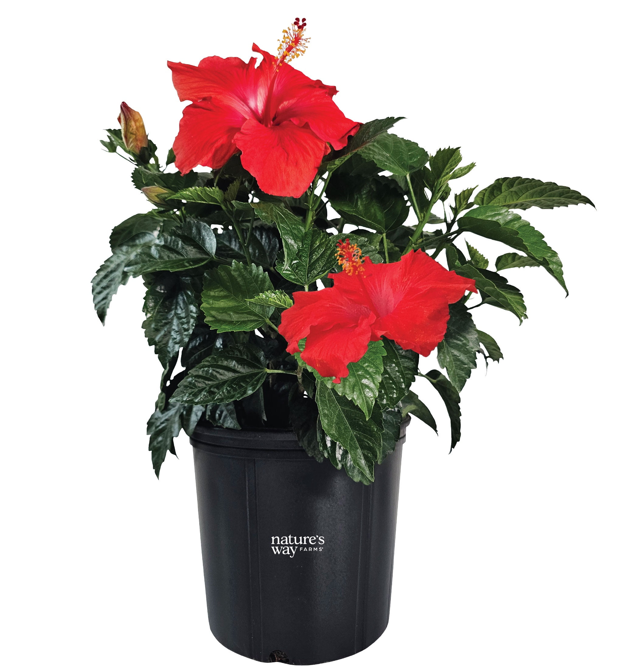 Nature's Way Farms Hibiscus President Red Outdoor Live Flowering Plant ...