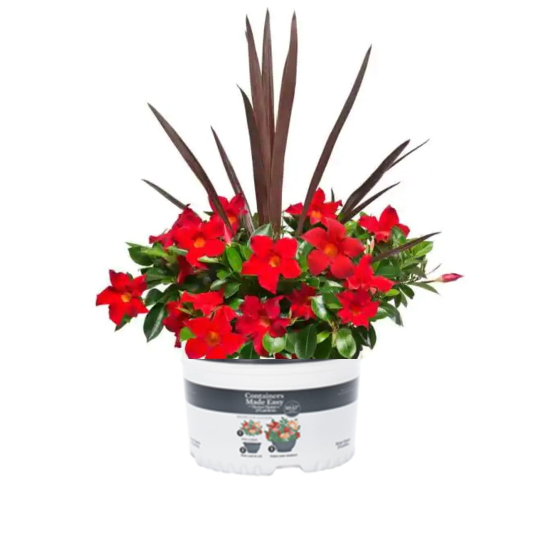 Nature's Way Farms Island Blooms 12" Containers Made Easy Live Plant in ...