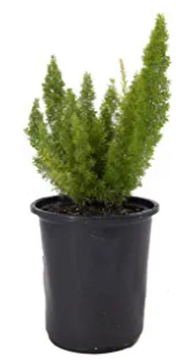 Nature's Way Farms Island Blooms 1QT Asparagus Meyeri Fern Accent Live ...