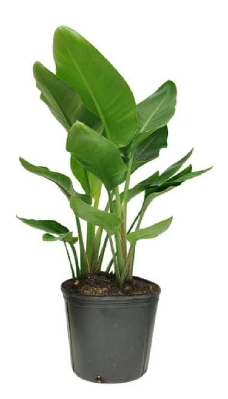 Nature's Way Farms Island Blooms 10" Bird of Paradise Accent Live Plant ...