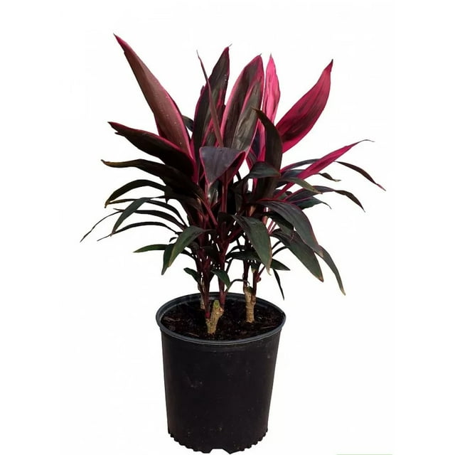 Nature's Way Farms Island Blooms 1QT Dracaena Accent Live Plant ...