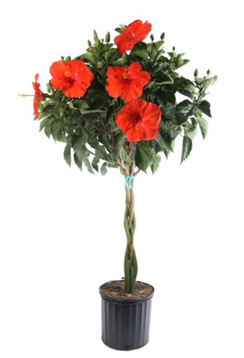 Nature's Way Farms Island Blooms 2.5G Hibiscus Braid Live Plant ...