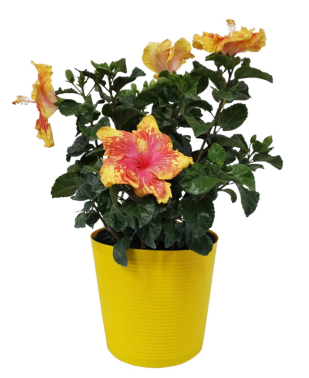 Nature's Way Farms Island Blooms 24" Assorted Colors Hawaiian Hibiscus ...