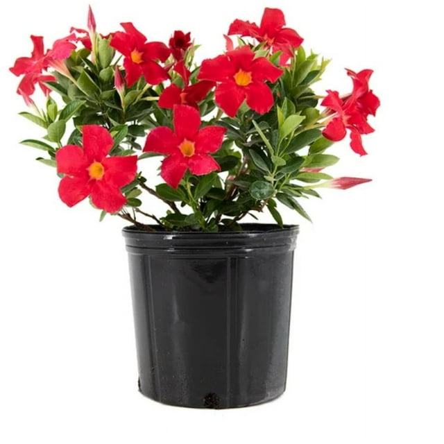 Nature's Way Farms Island Blooms 2G Mandevilla Bush Live Plant ...