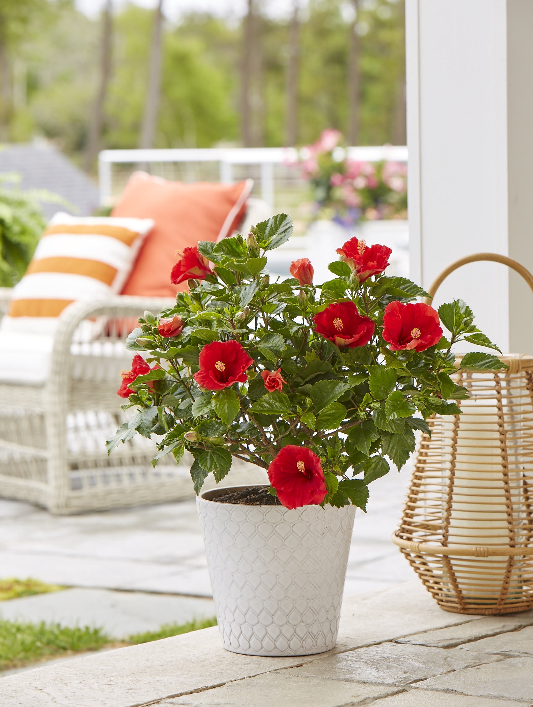 Nature's Way Farms Island Blooms 3QT Hibiscus Planter Live Plant ...