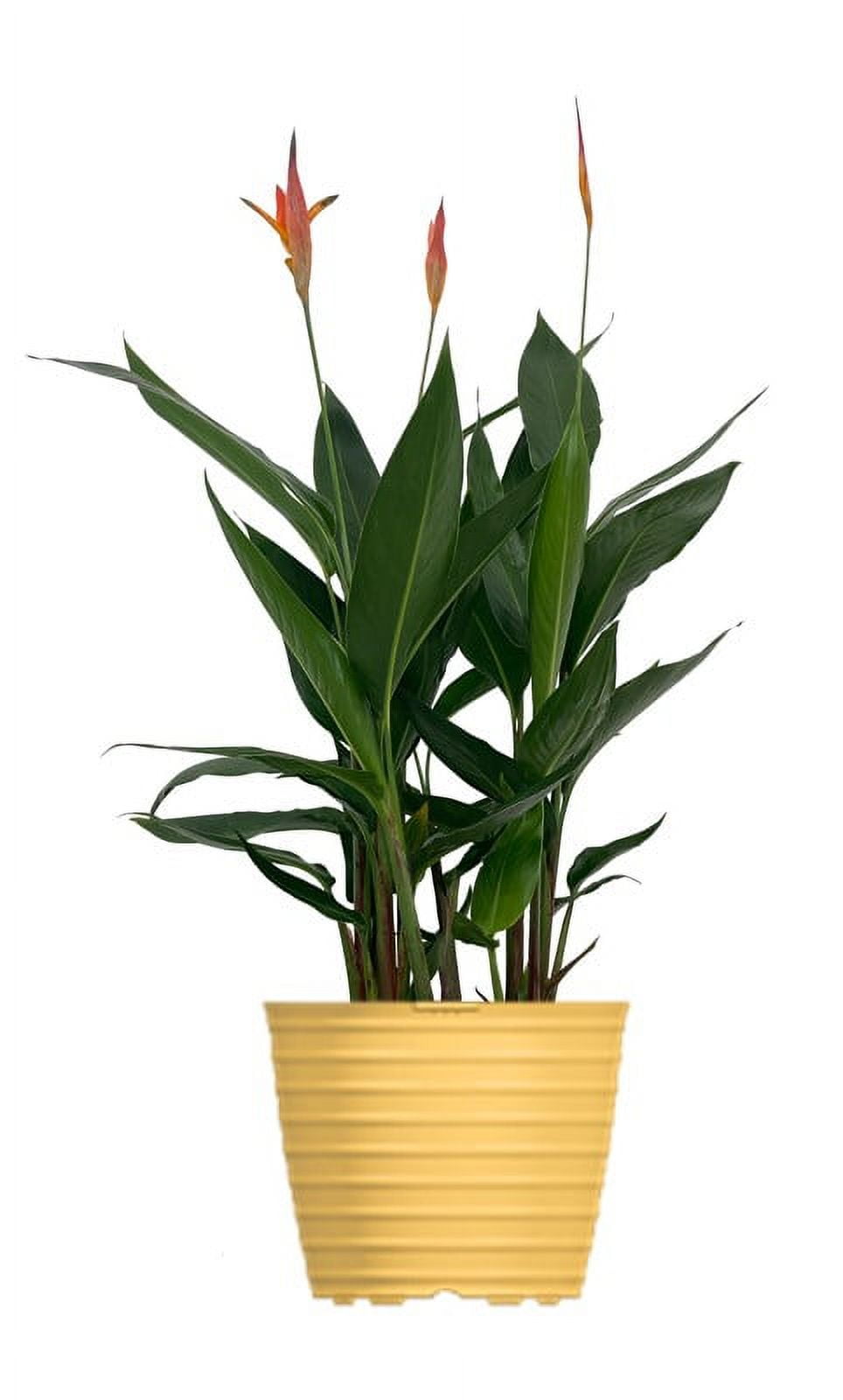 Nature's Way Farms Island Blooms 12" Orange Heliconia Live Plant in 3QT ...