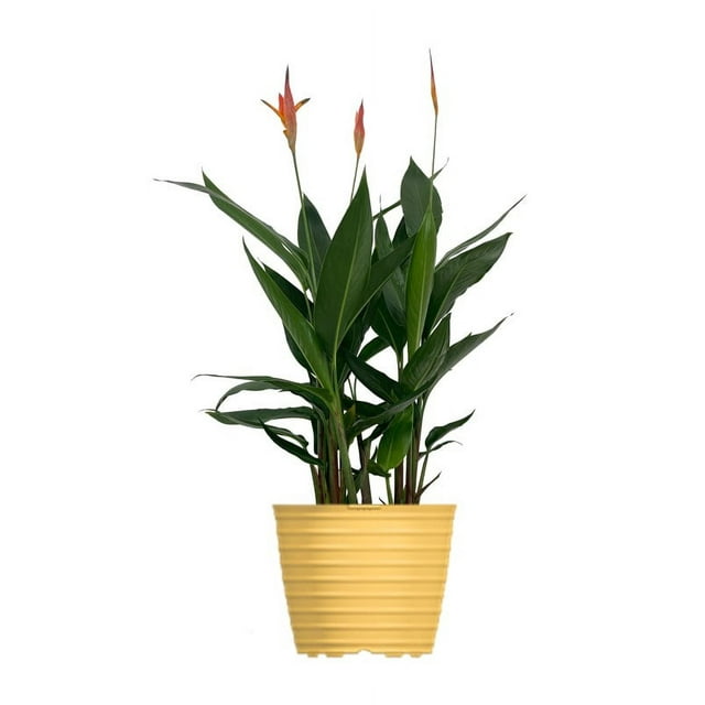 Nature's Way Farms Island Blooms 3QT Summer Heliconia Live Plant ...