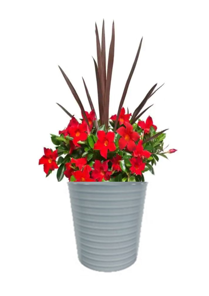 Nature's Way Farms Island Blooms 5G Tropical Combination Planter Live ...