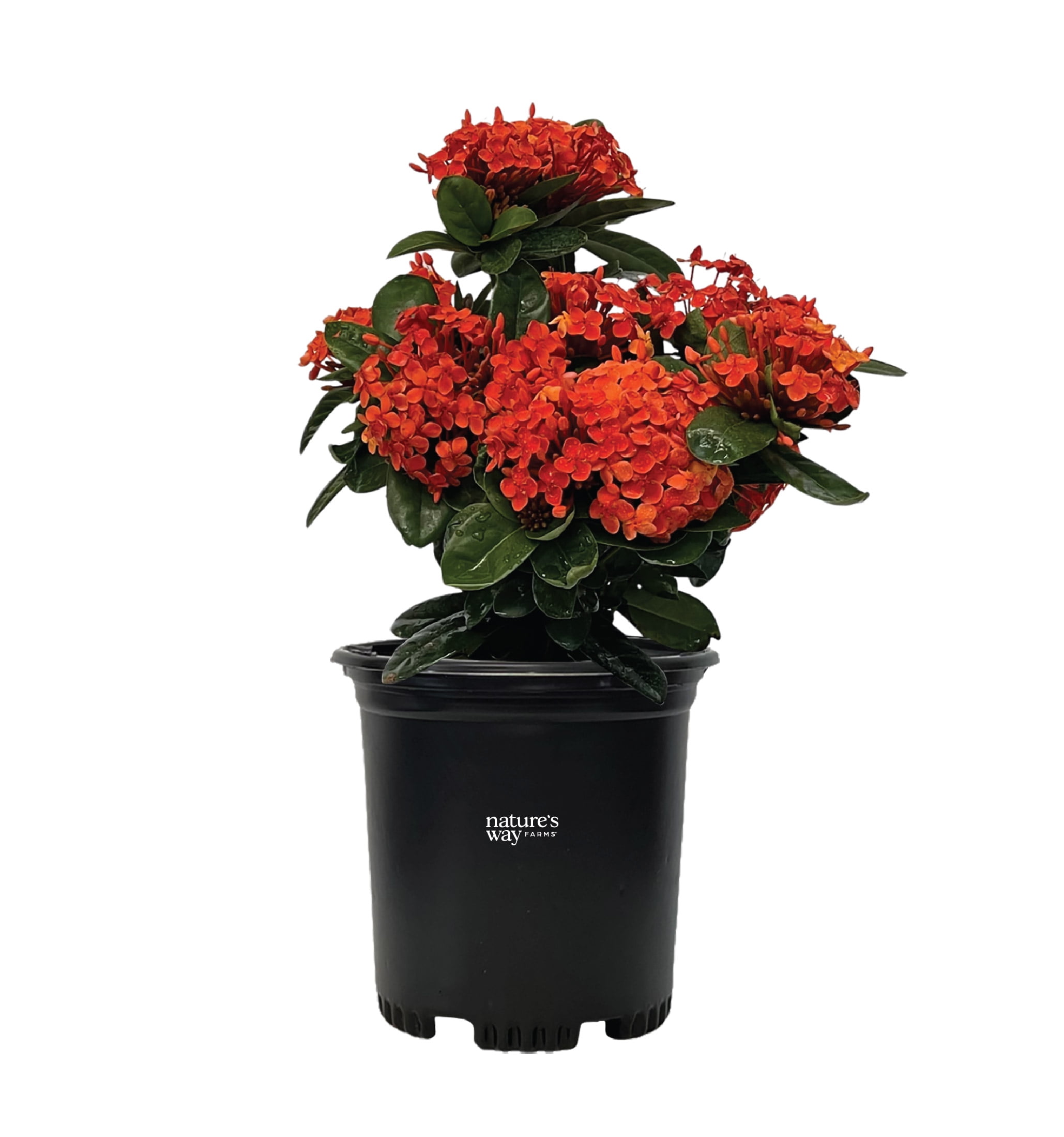 Nature's Way Farms Ixora Maui, Red, Easy Care, Live Plant, Grow Outdoor ...