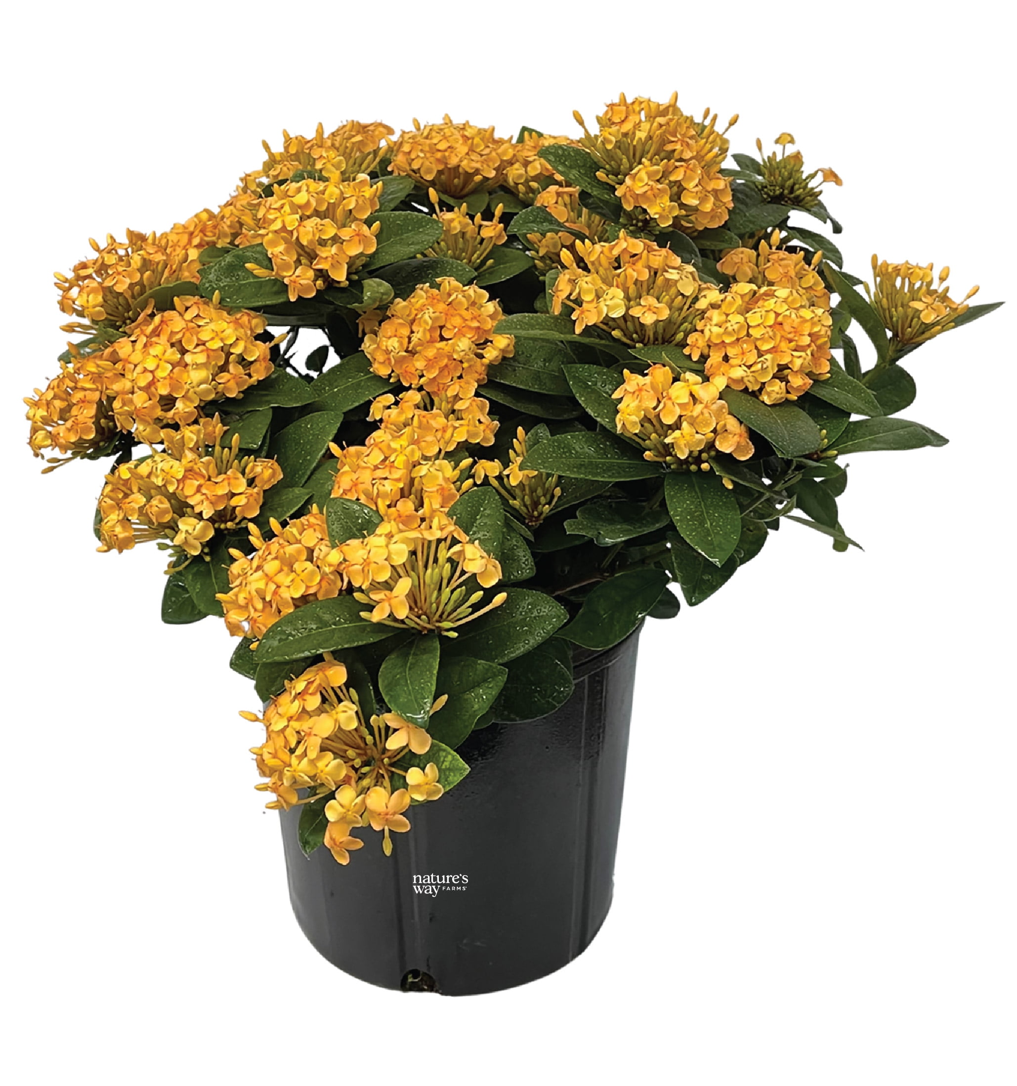 Nature's Way Farms Ixora Maui Yellow (18-24 inches tall) in growers pot ...