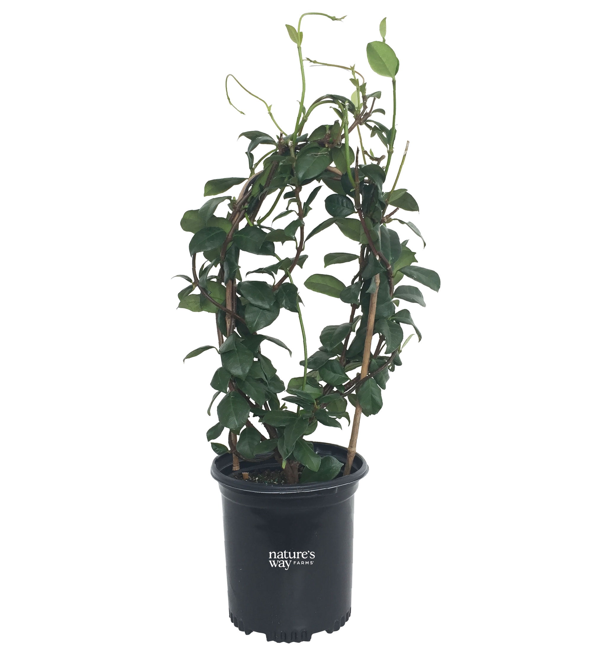 Nature’s Way Farms Jasmine Confederate Staked Outdoor Live Plant (15 ...