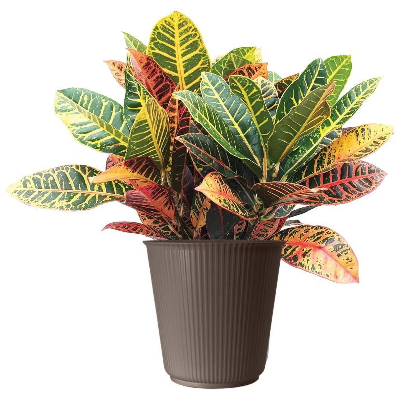 Nature's Way Farms Under the Florida Sun 24" Assorted Colors Croton ...