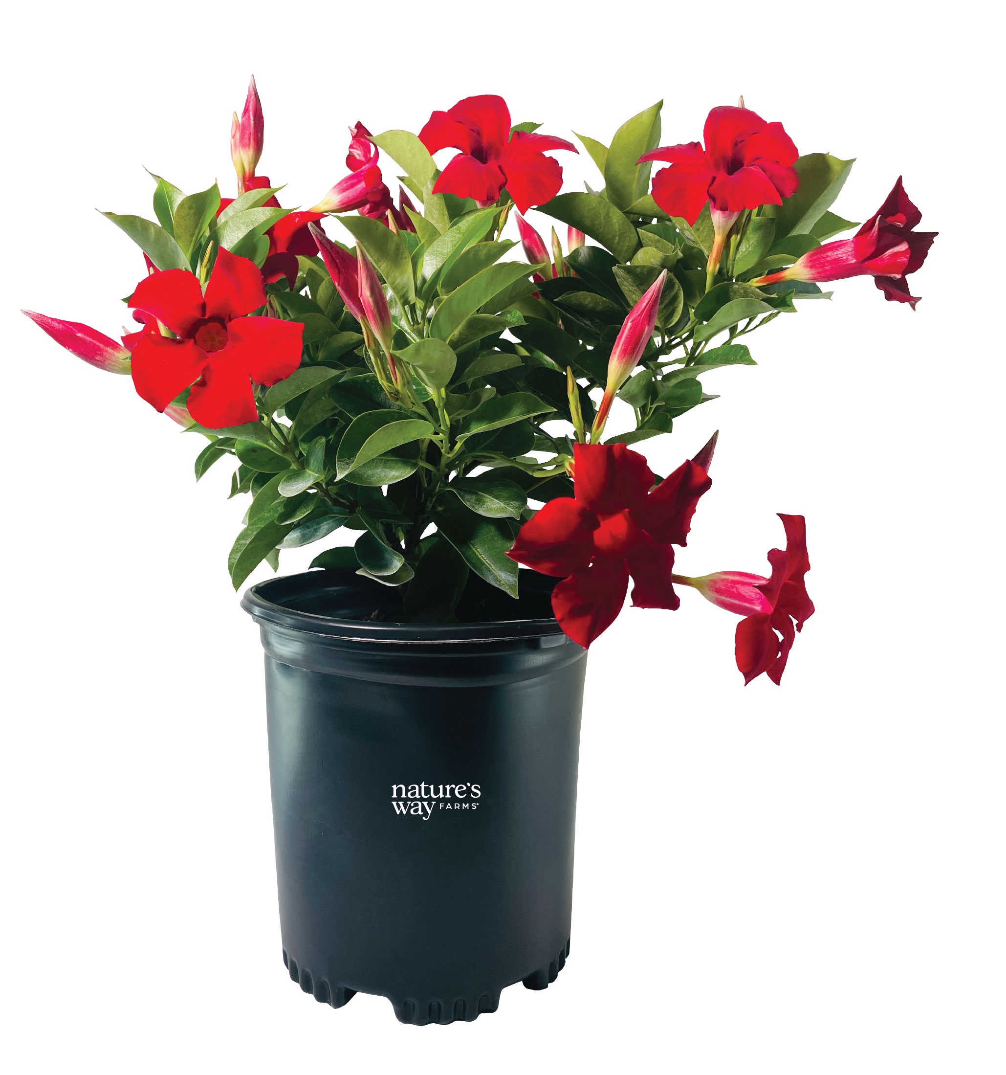 Nature's Way Farms Mandevilla Bella Scarlet Live Plant (15-25 in. Tall ...