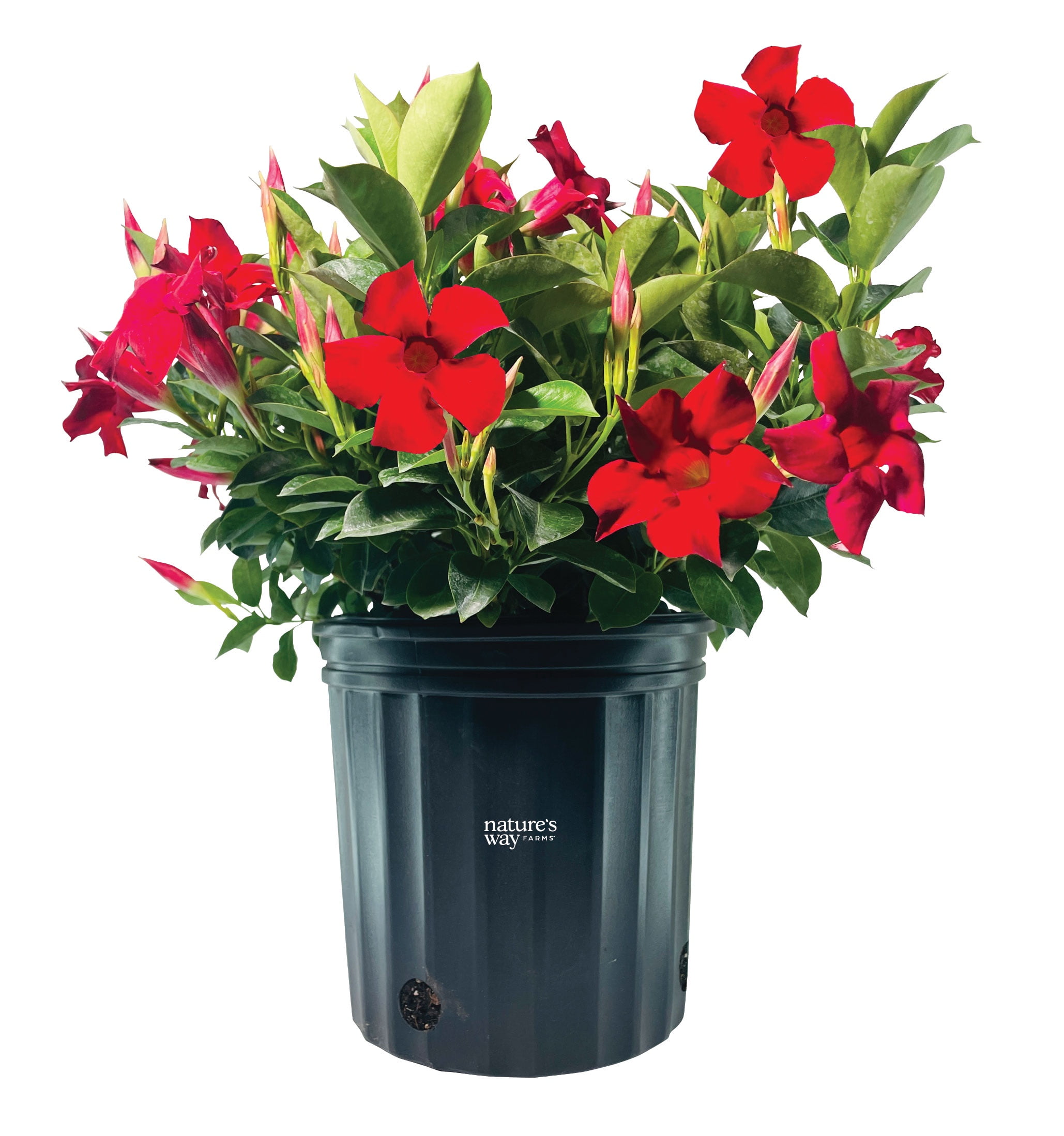 Nature's Way Farms Mandevilla Bella Scarlet Live Plant (25-30 in. Tall ...