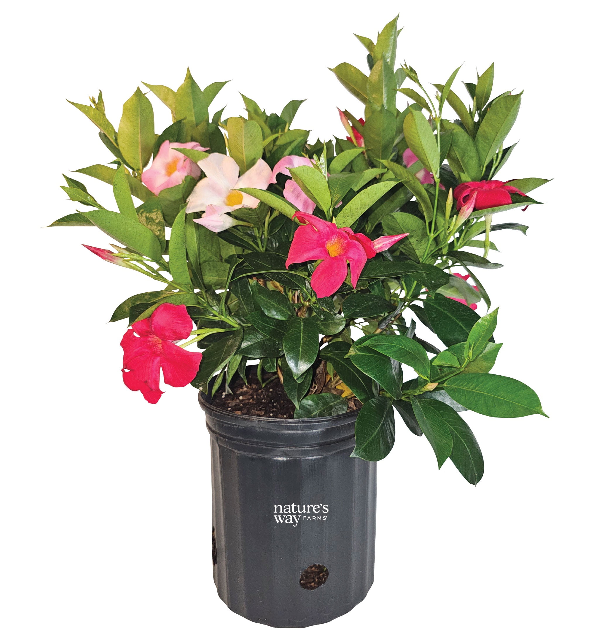 Nature's Way Farms Mandevilla Duo Pink/Red Bush Live Plant (25-30 in ...