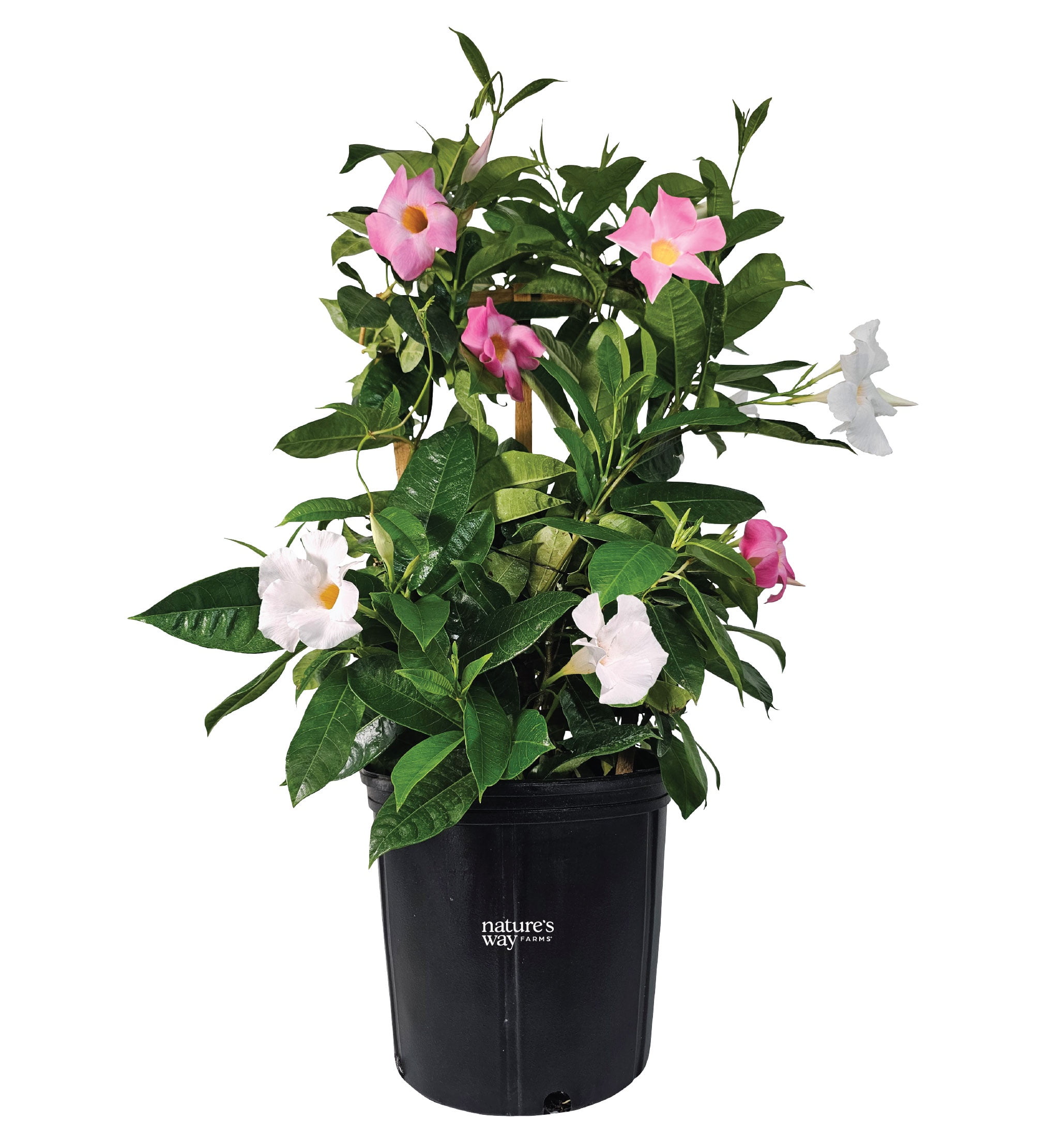 Nature's Way Farms Mandevilla Duo Pink/White Trellis Live Plant (25-30 ...