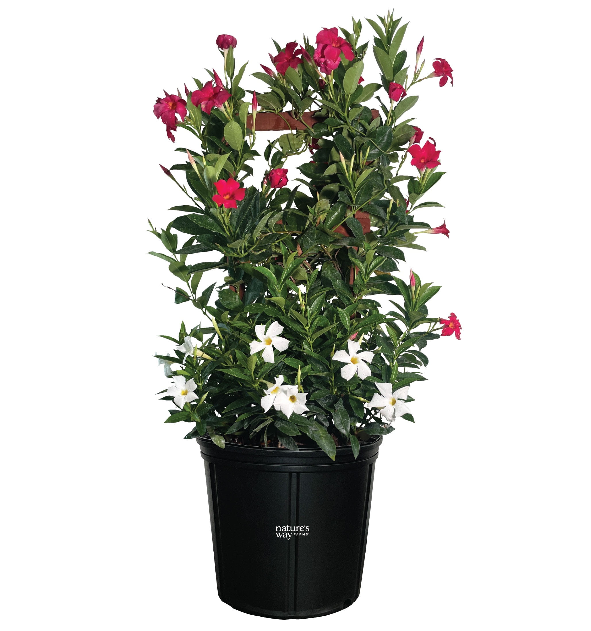Nature's Way Farms Mandevilla Duo Red/White Trellis Live Plant (25-30 ...