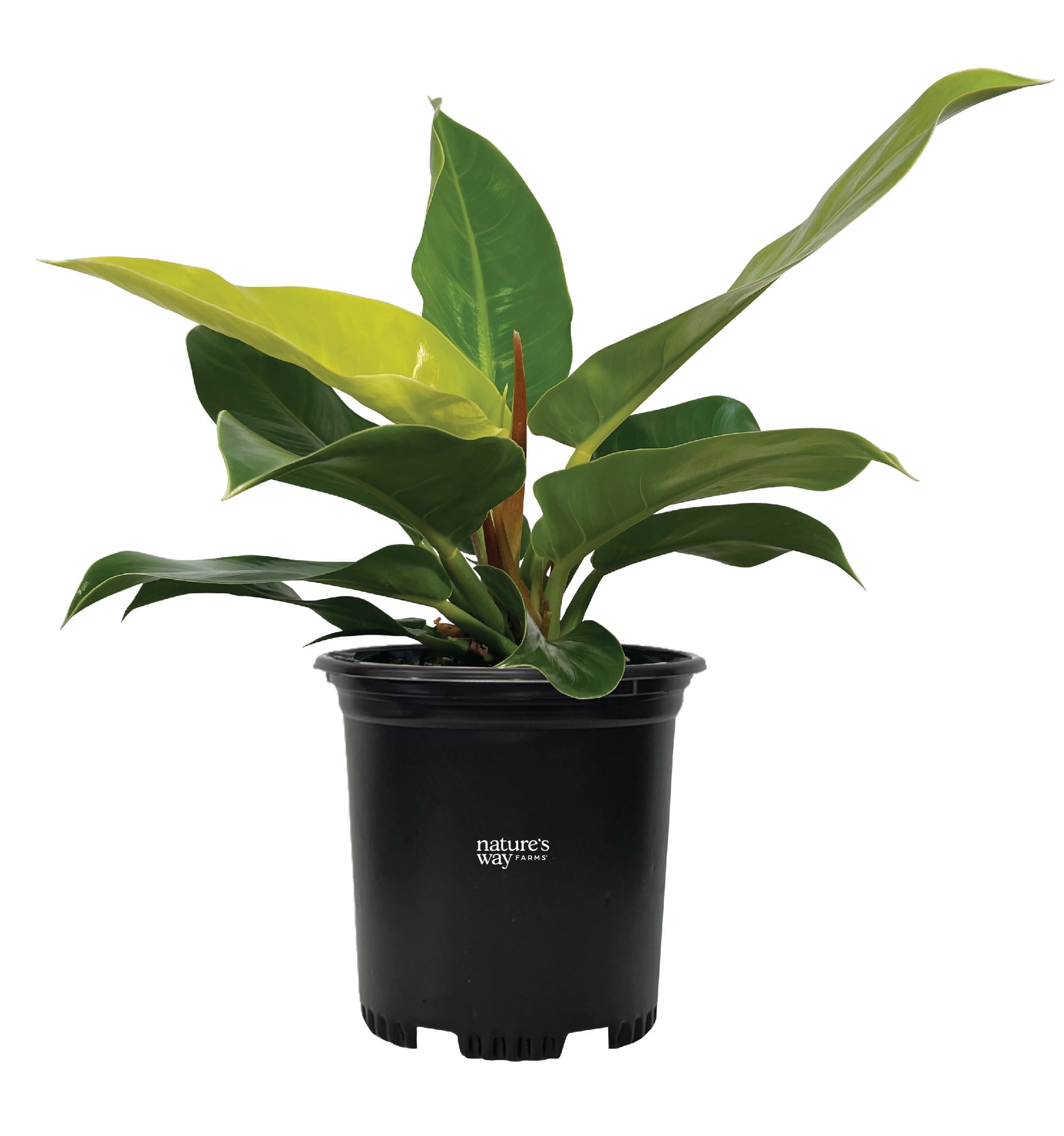 Nature's Way Farms Philodendron Moonlight Live Plant (18-24 in. Tall ...