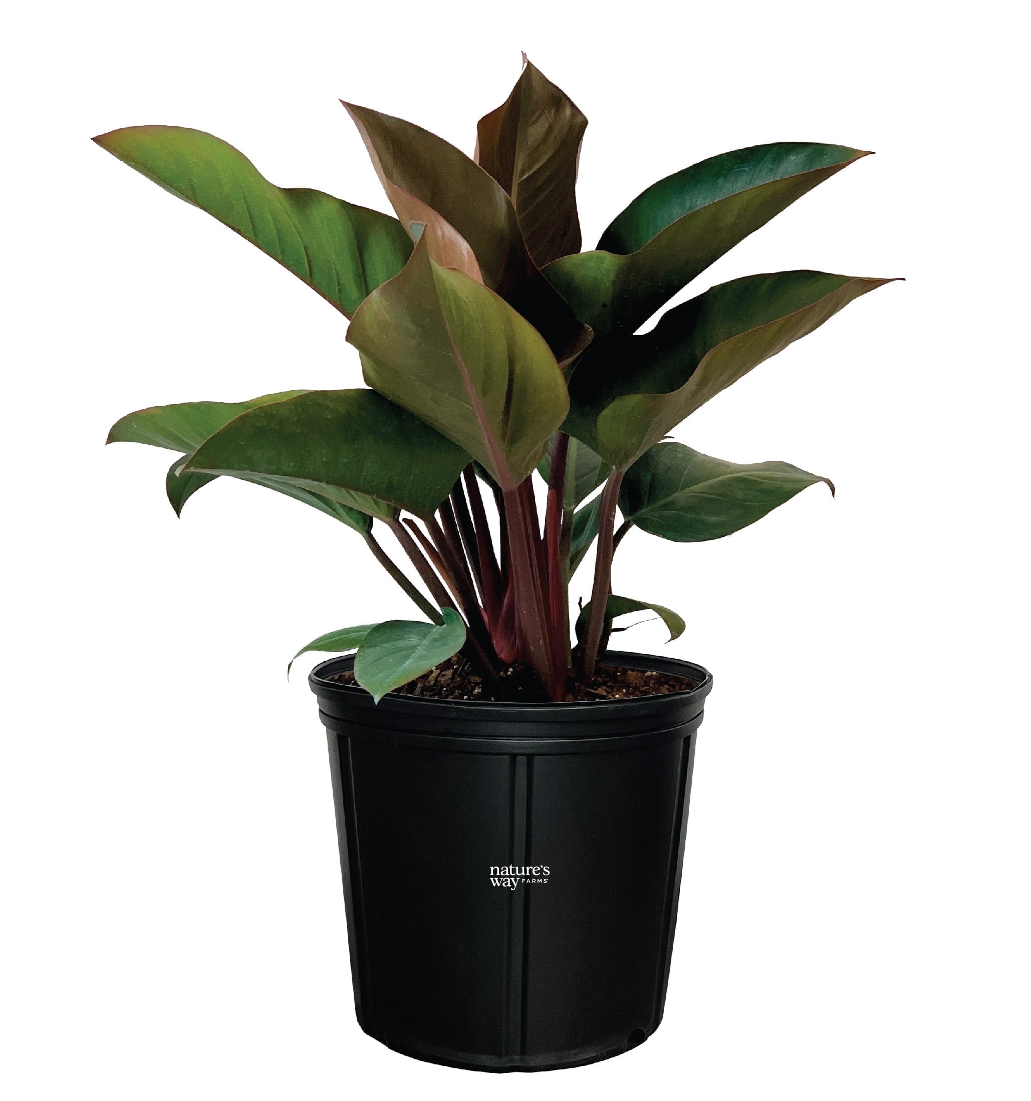 Nature's Way Farms Large Indoor Houseplant - Philodendron Rojo Congo ...