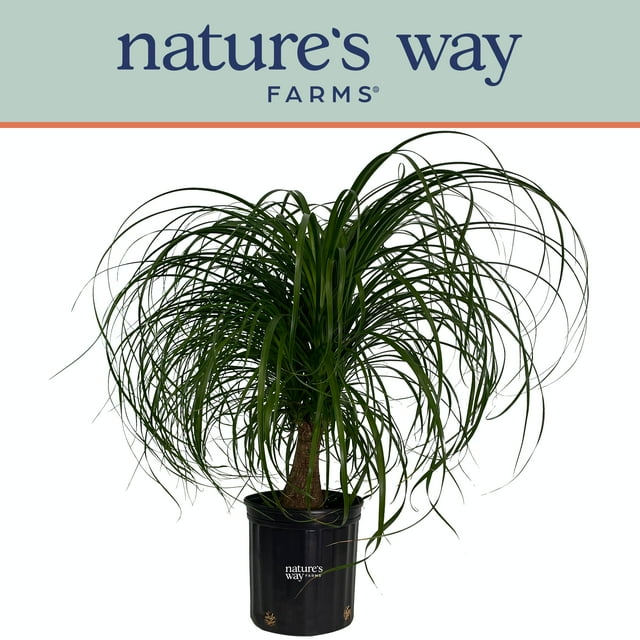 Nature's Way Farms Ponytail Palm Live Plant (25-30 inches tall) in ...