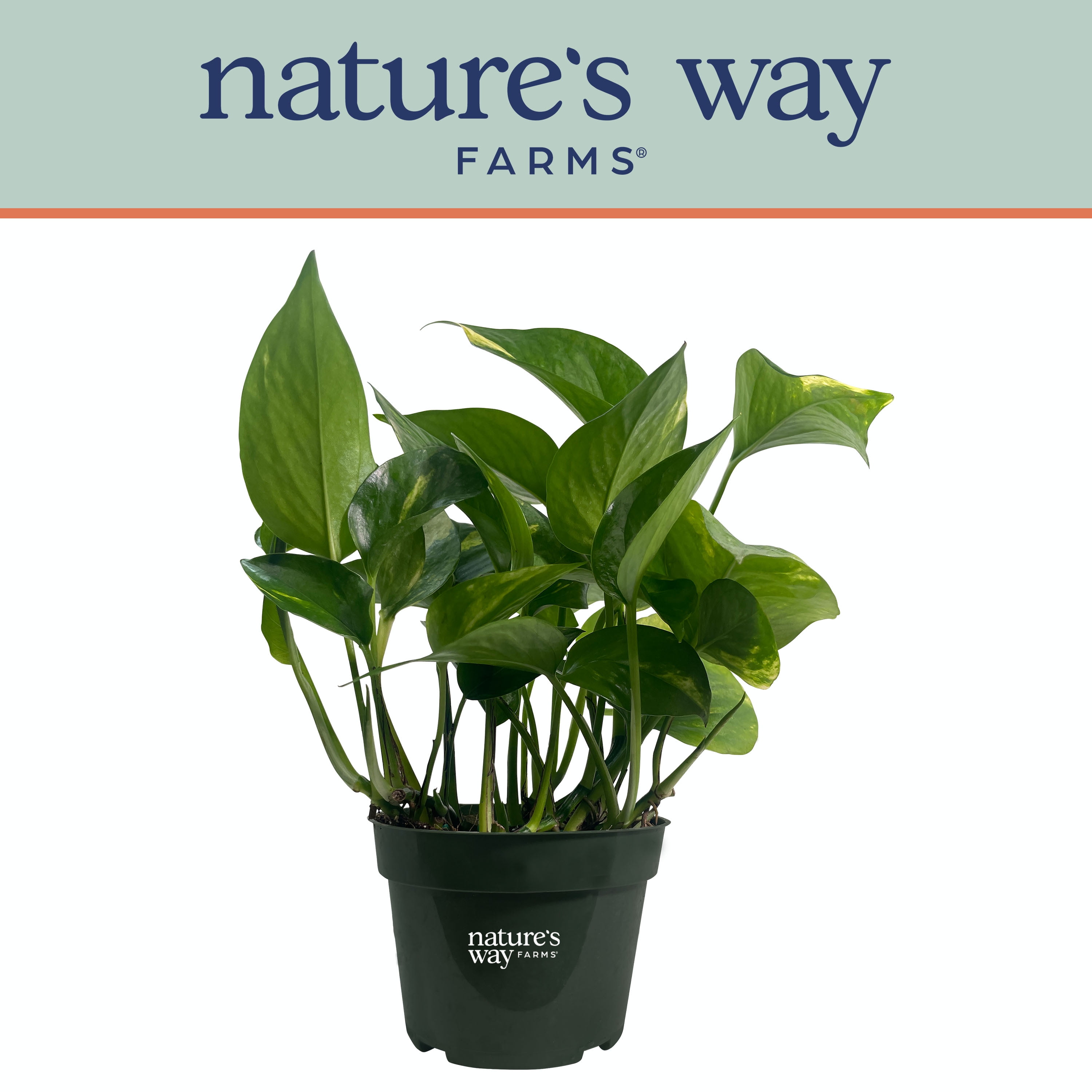 Nature's Way Farms Pothos Golden Live Plant (7-11 inches tall) in ...