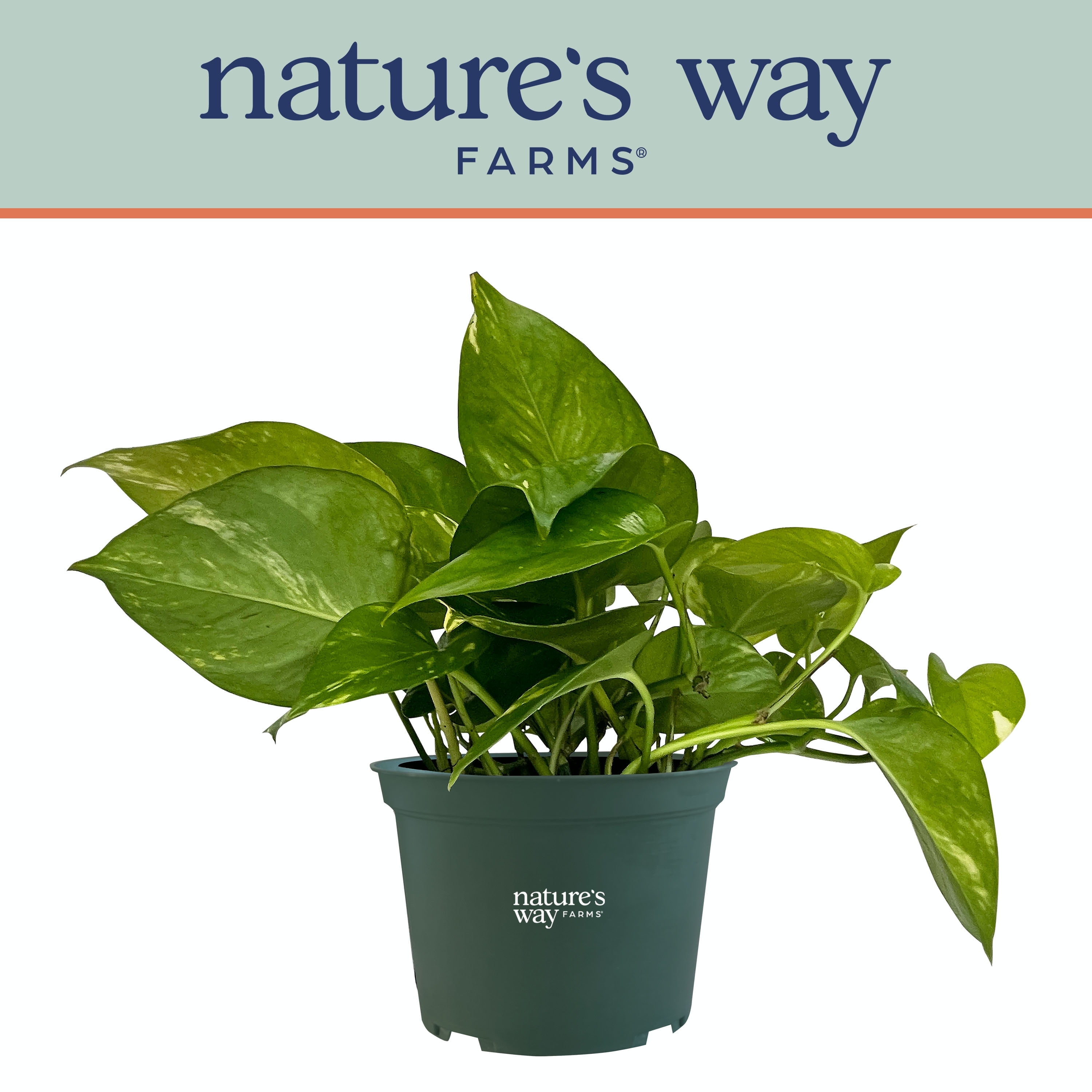 Nature's Way Farms Indoor Pothos Golden Live Plant, Low Light, 8-15 ...