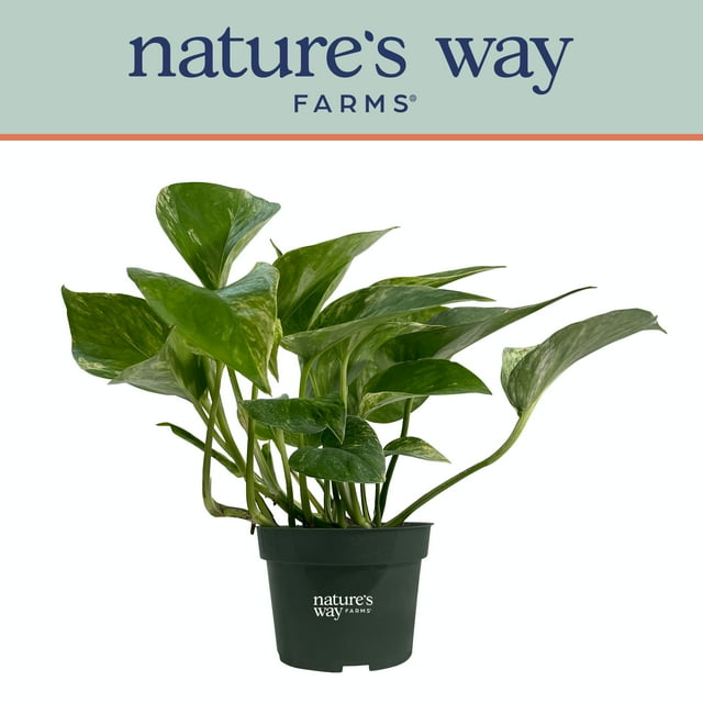 Nature's Way Farms Pothos Marble Queen Live Plant (7-11 inches tall) in ...