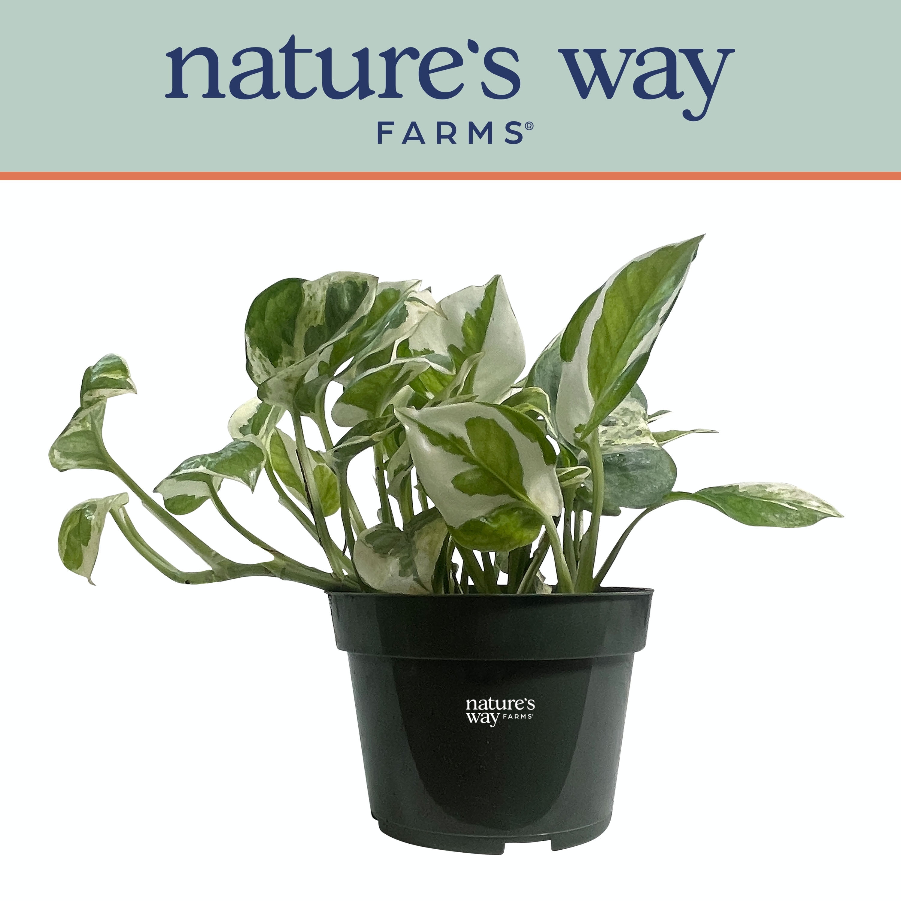 Nature's Way Farms Pothos NJoy Live Plant, Low Maintenance Indoor House ...