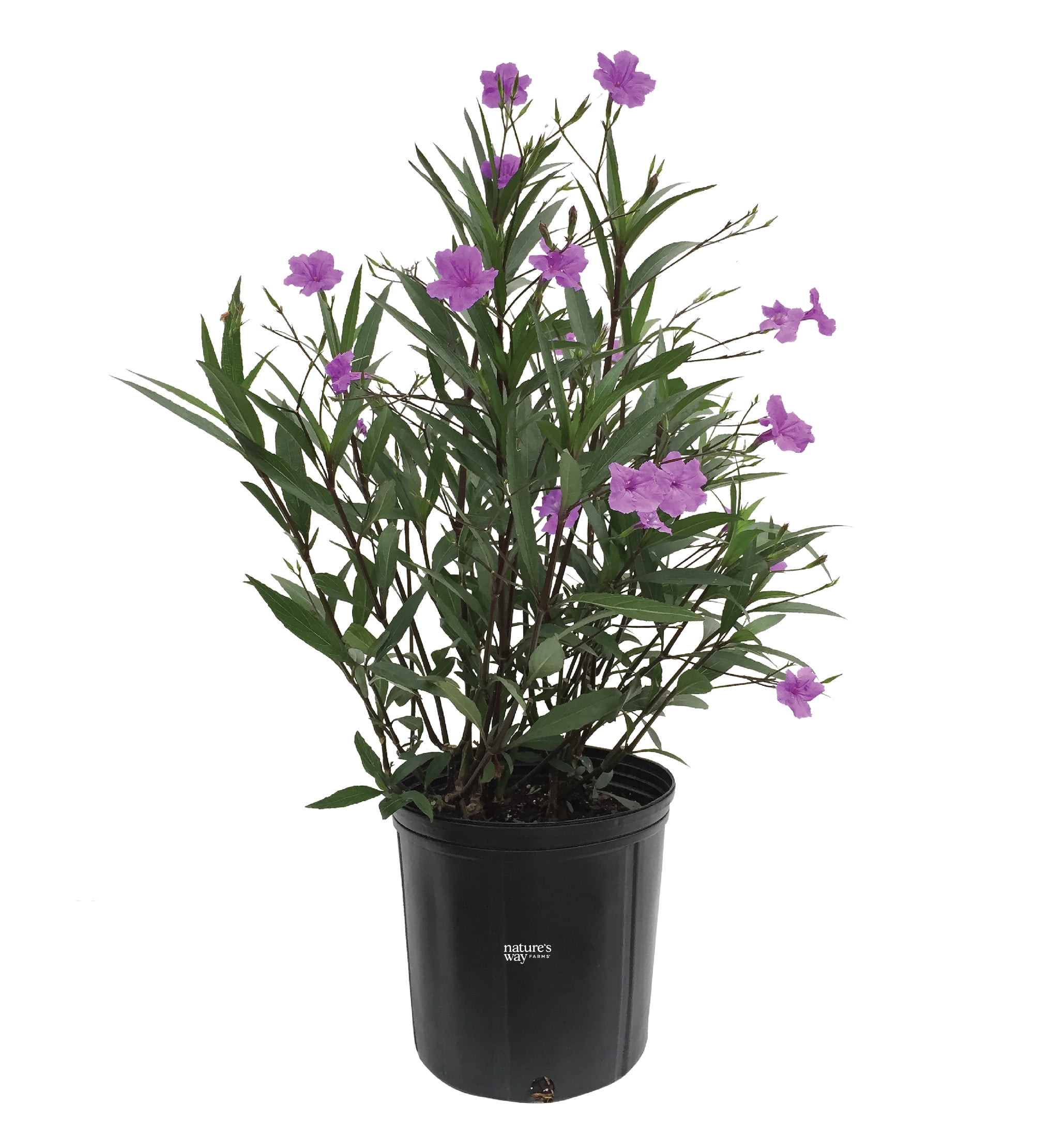 Nature's Way Farms Ruellia Purple (18-24 inches tall) in growers pot ...