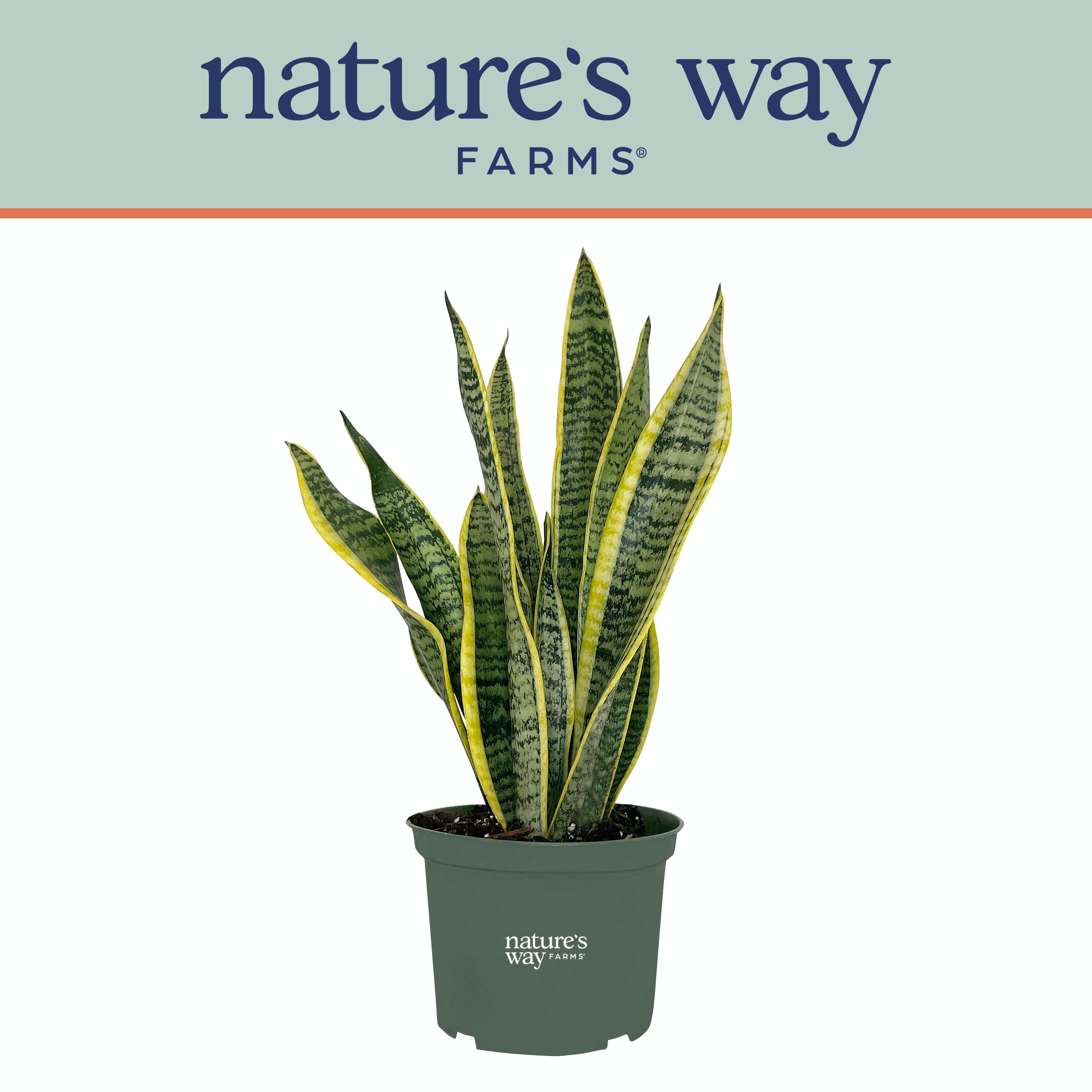 Nature's Way Farms Sansevieria Laurentii, 8-15 Inches, Air Purifying ...